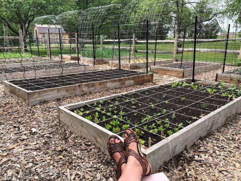 Grow a Thriving Vegetable Garden Without Getting Overwhelmed